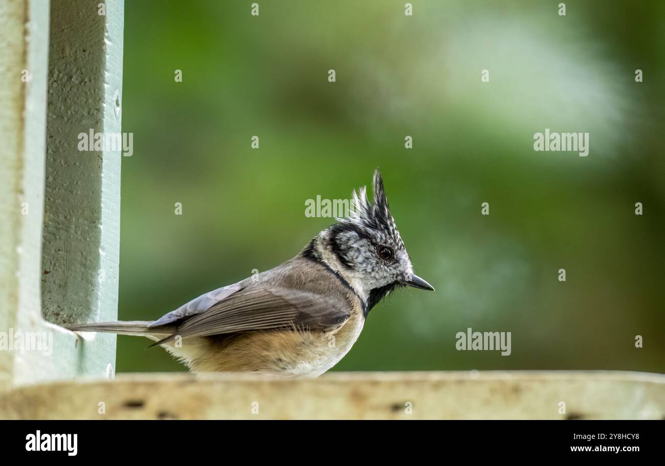 Rare scottish highlands bird, the crested tit, in the woodland Stock ...