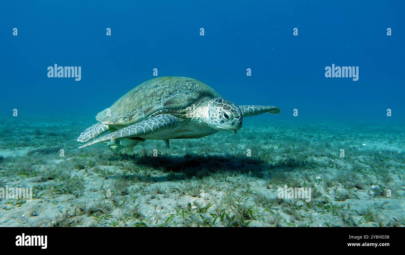 Big Green turtle , Green turtles are the largest of all sea turtles. A ...