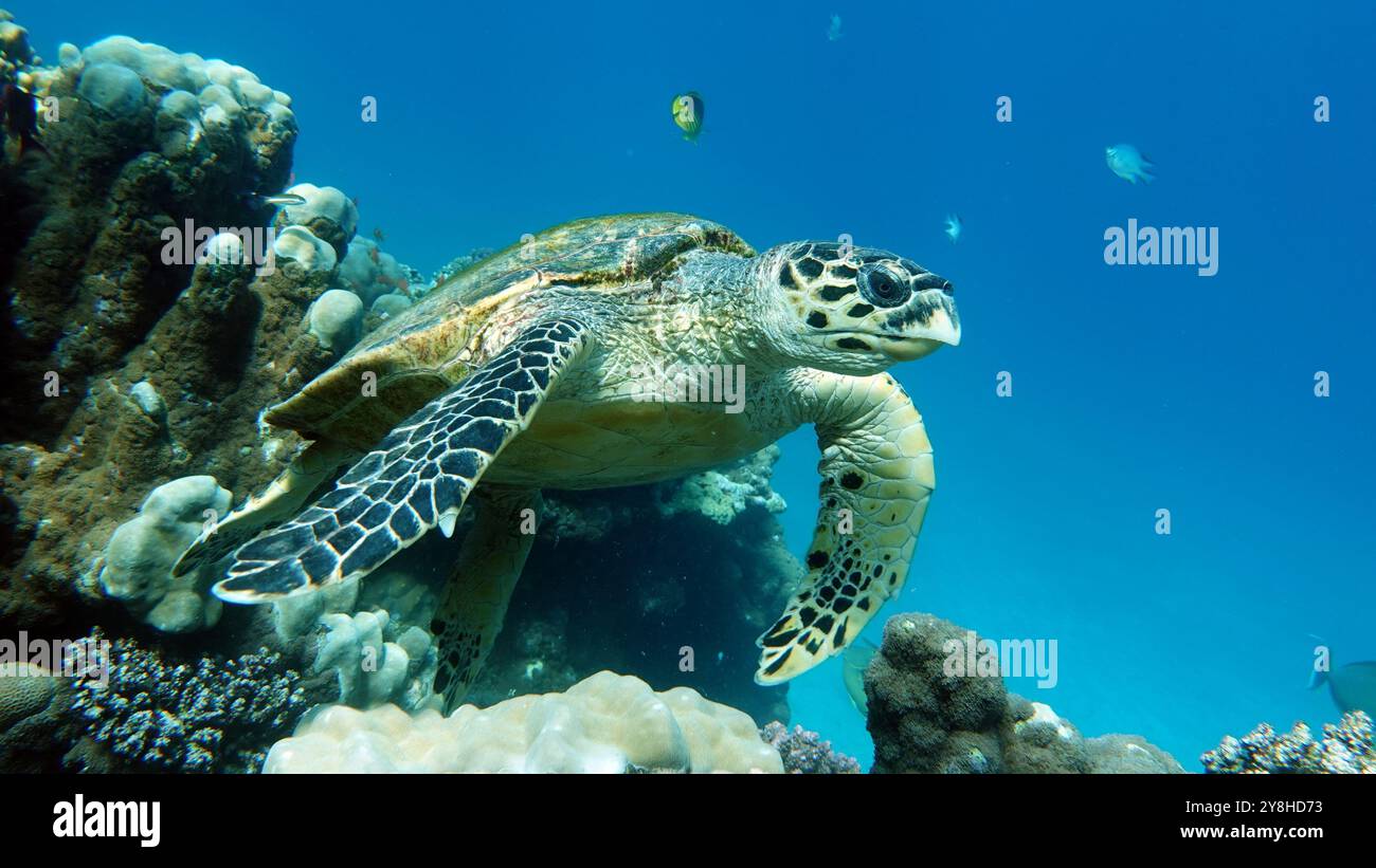 Sea turtles . Great Reef Turtle .Bissa. Hawksbill sea turtle (CR ...