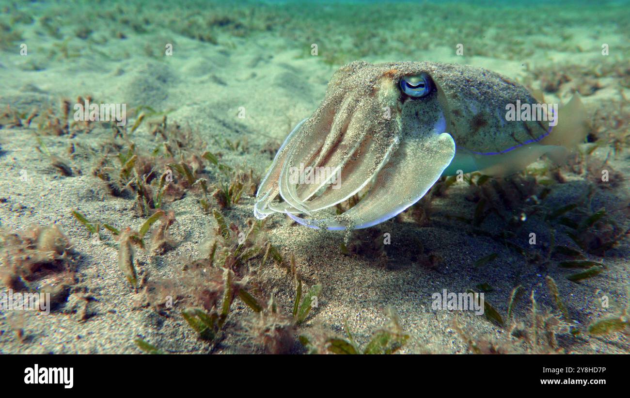 Sepia pharaonis. Mollusks, type of Mollusk. Head-footed mollusks ...