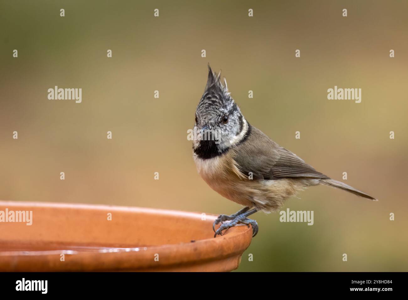 Rare scottish highlands woodland bird, the crested tit, having a drink ...