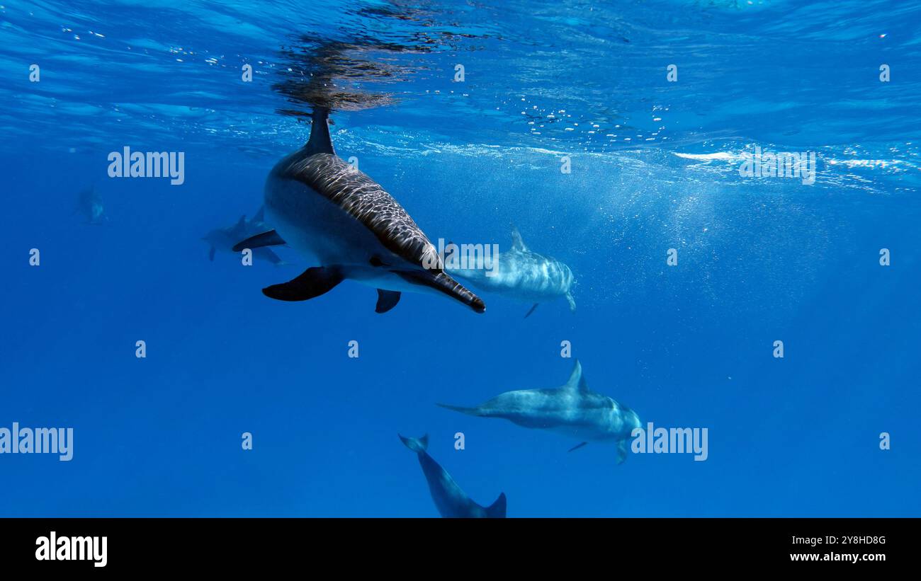 Dolphins. Spinner dolphin. Stenella longirostris is a small dolphin ...