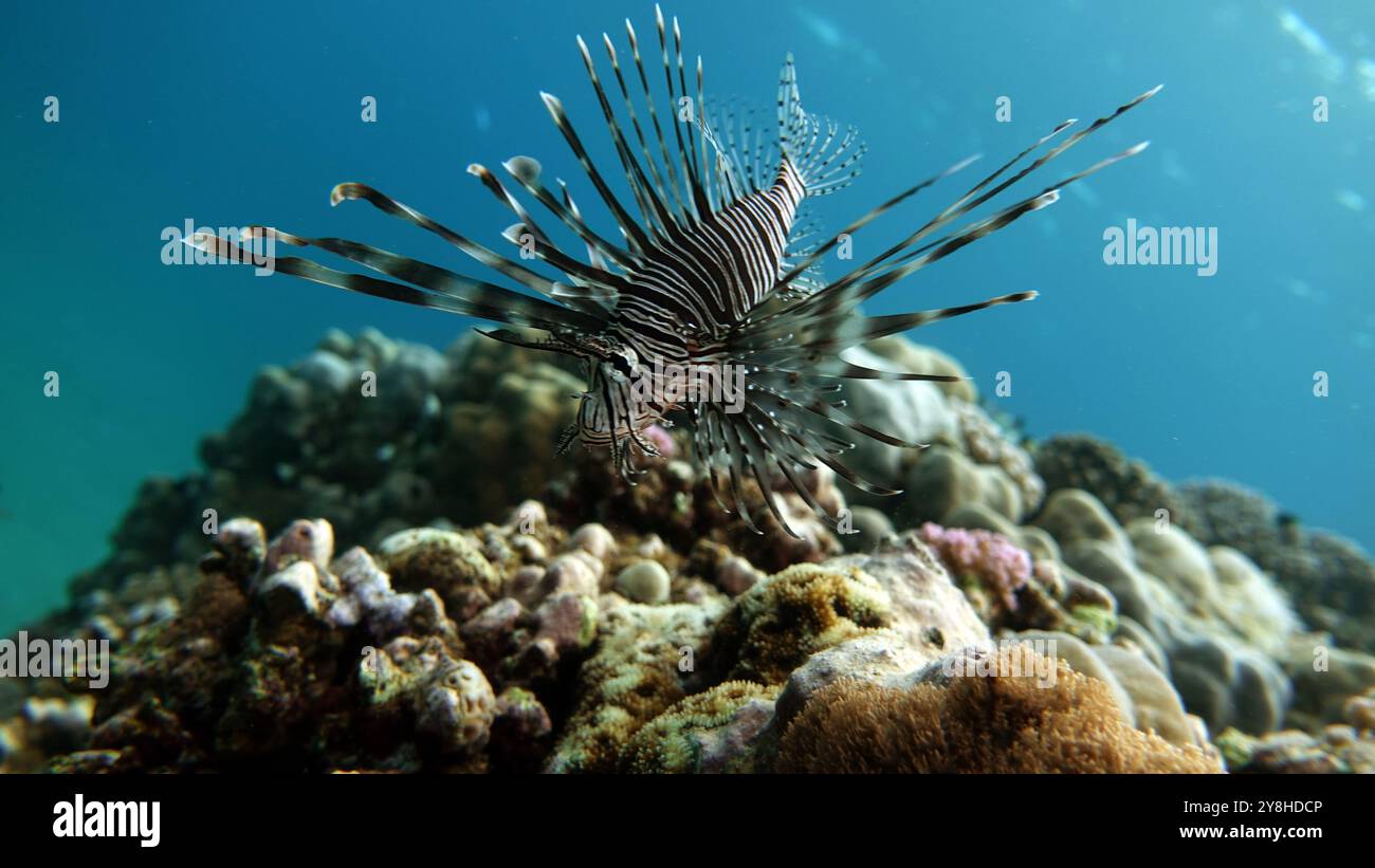 Lion Fish in the Red Sea. Lion Fish in the Red Sea in clear blue water ...