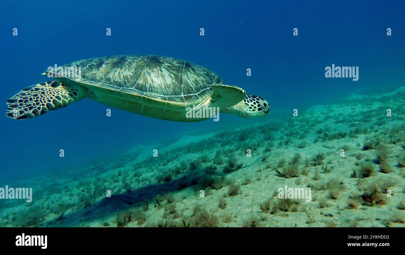 Big Green turtle , Green turtles are the largest of all sea turtles. A ...