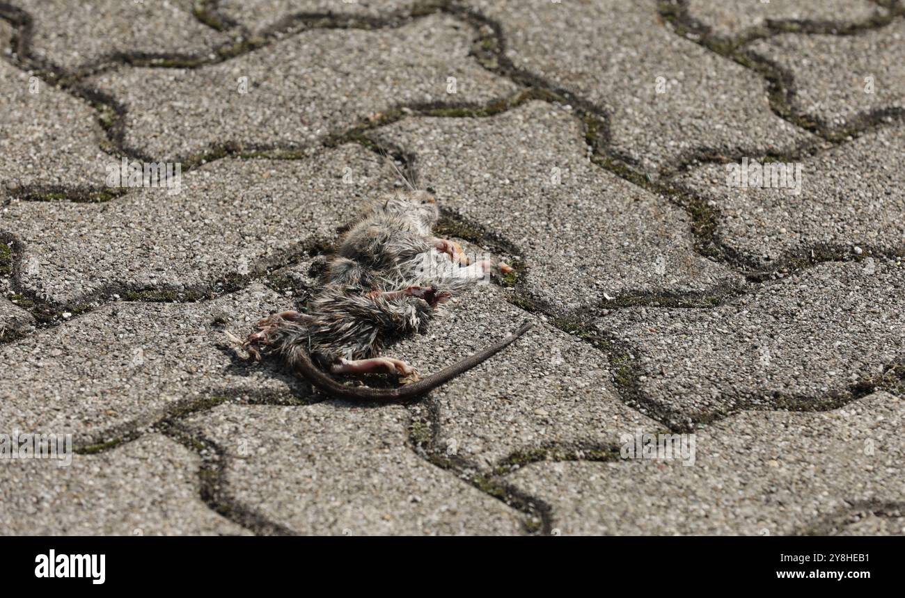 Rat run road hi-res stock photography and images - Alamy