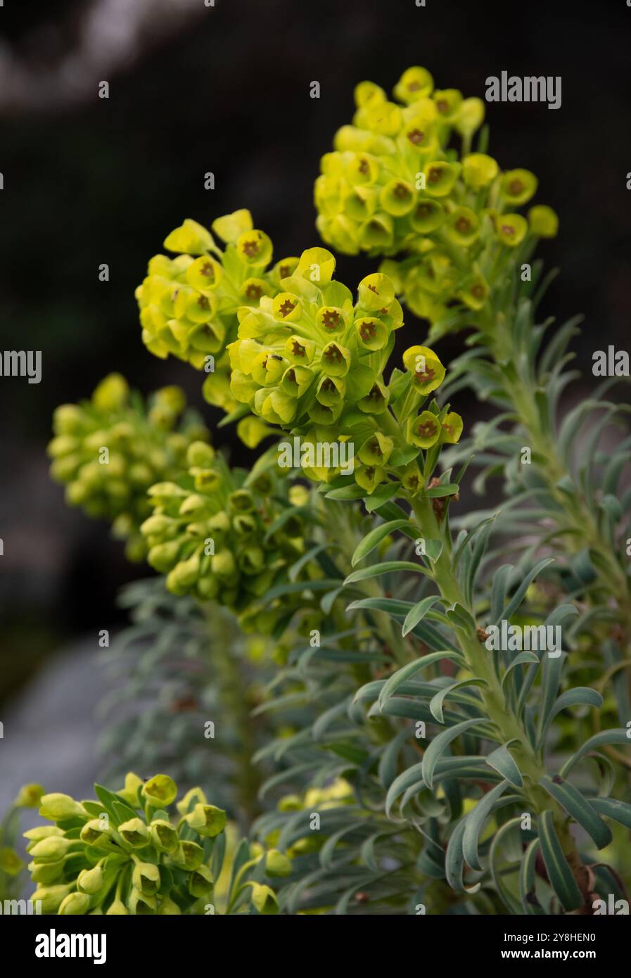 Decorativo fiore hi-res stock photography and images - Alamy