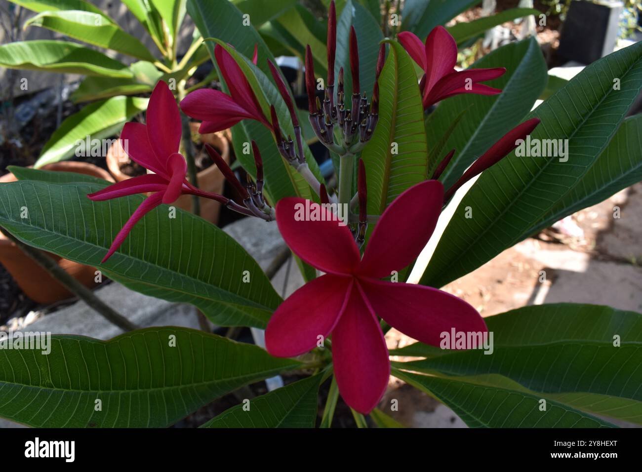 Hawaiian Plumeria Buds - Soft Pink and Vibrant Yellow Flowers Stock ...