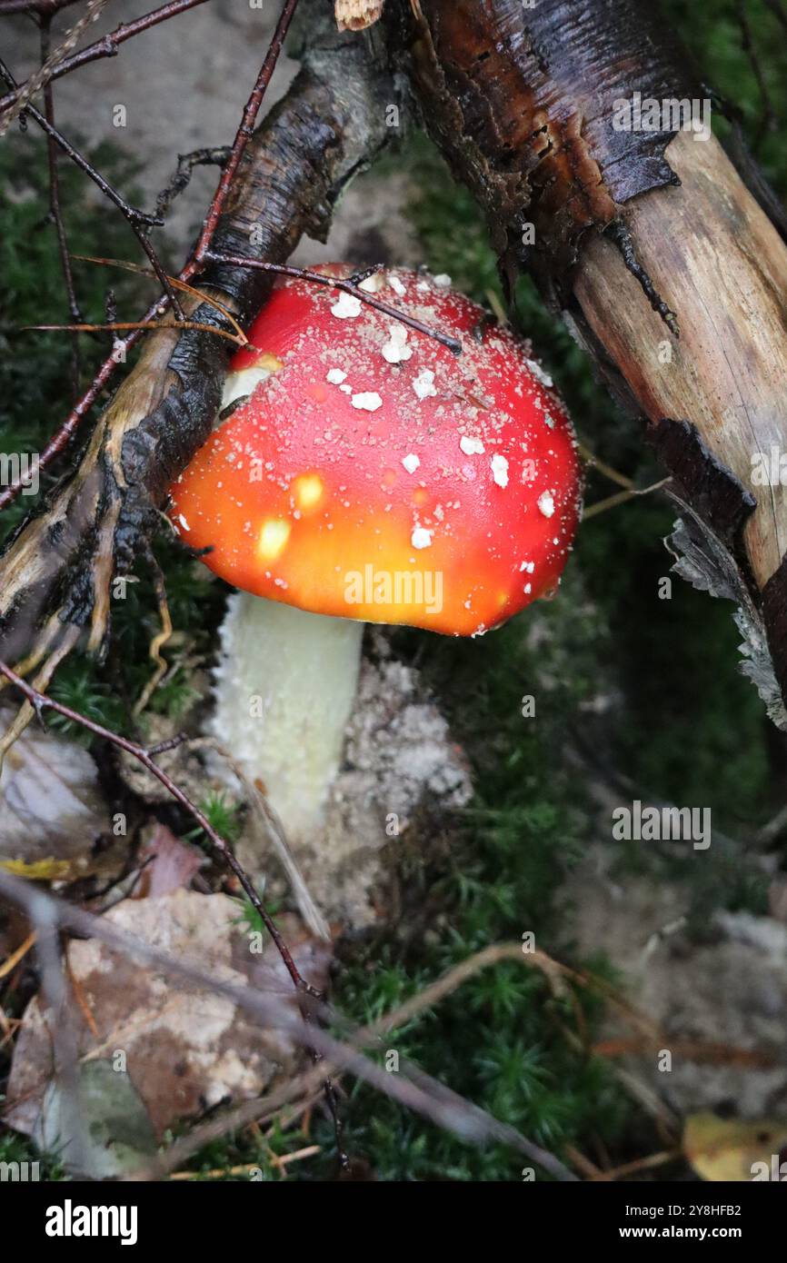 Hallucinogenic mushrooms religious hi-res stock photography and images ...