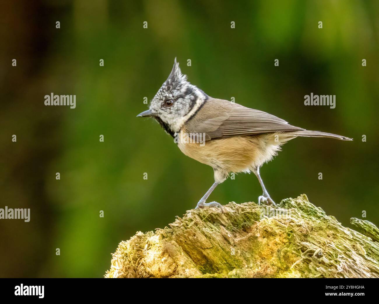 Rare scottish highlands bird, the crested tit, in the woodland Stock ...