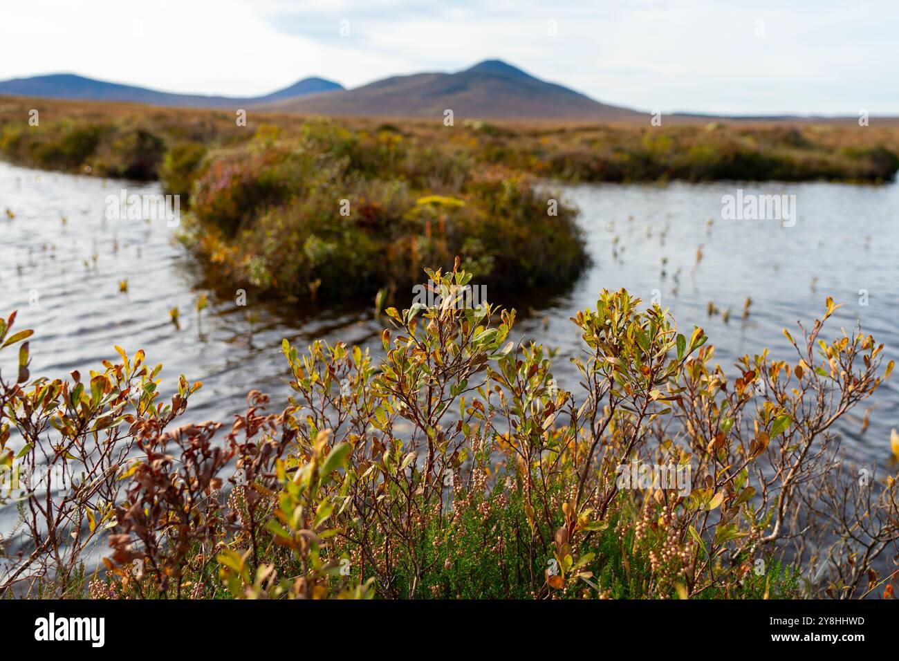 View of landscape and vegetation of peat bog at RSPB Forsinard in Flow ...