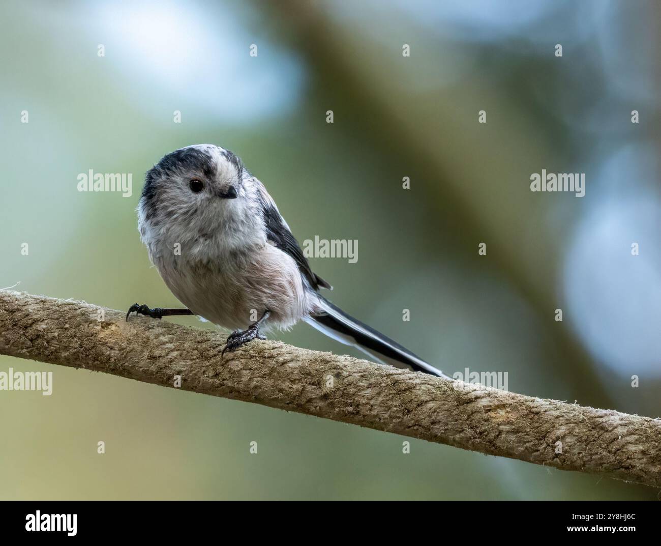 Cute little long tailed tit bird in the forest with. natural green background Stock Photo - Alamy
