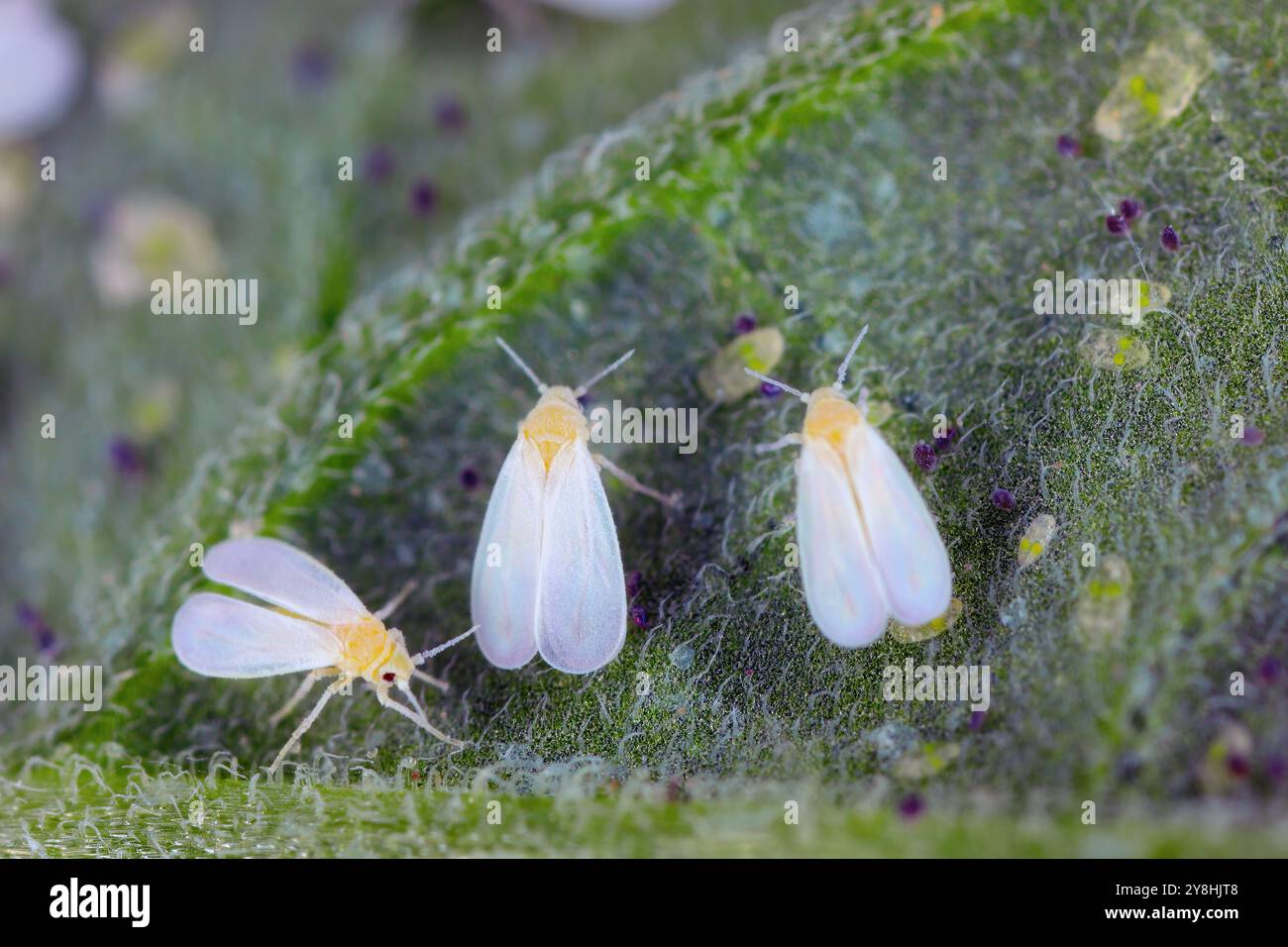 Glasshouse whitefly (Trialeurodes vaporariorum) adults and larvae under ...