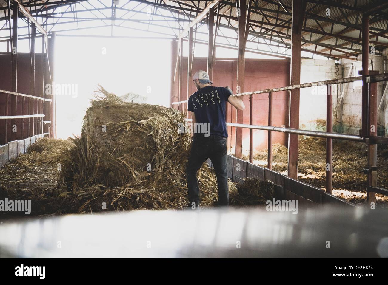 Farmer feeds cows. The process of feeding animals on a farm. Dairy ...