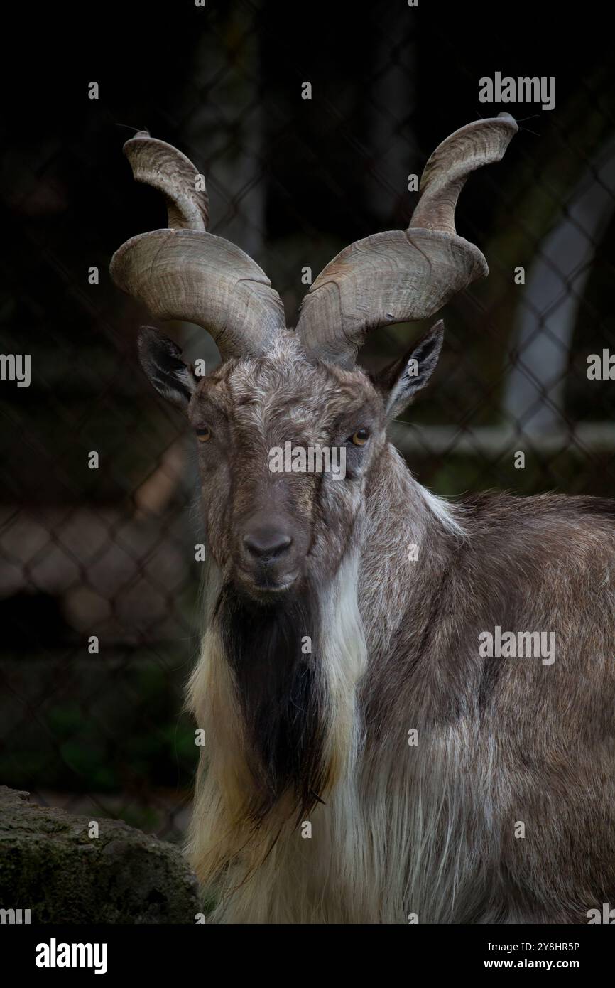 Bukharan markhor (Capra falconeri heptneri), also known as the Turkomen ...