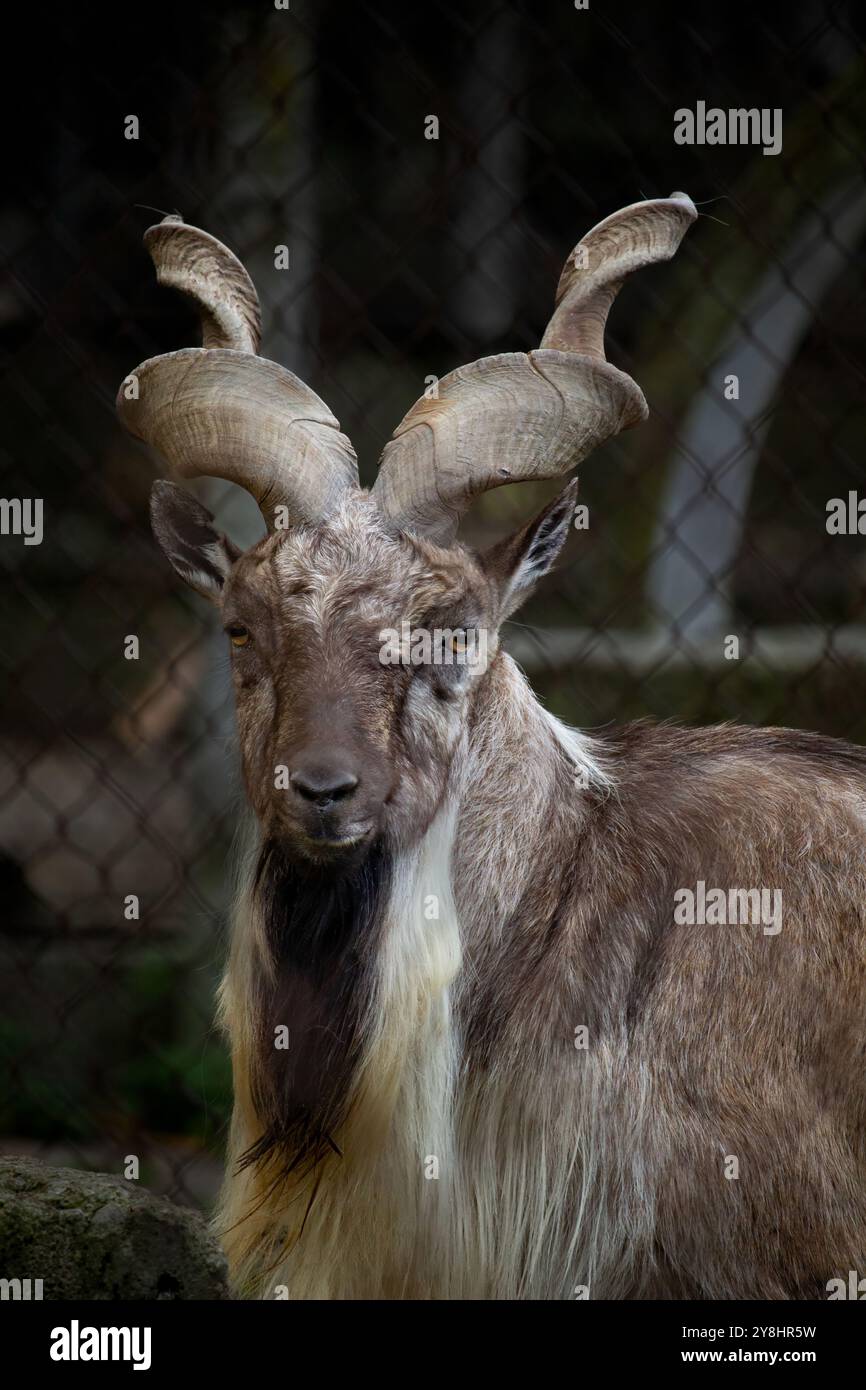 Bukharan markhor (Capra falconeri heptneri), also known as the Turkomen Markhor. Wildlife animal ...