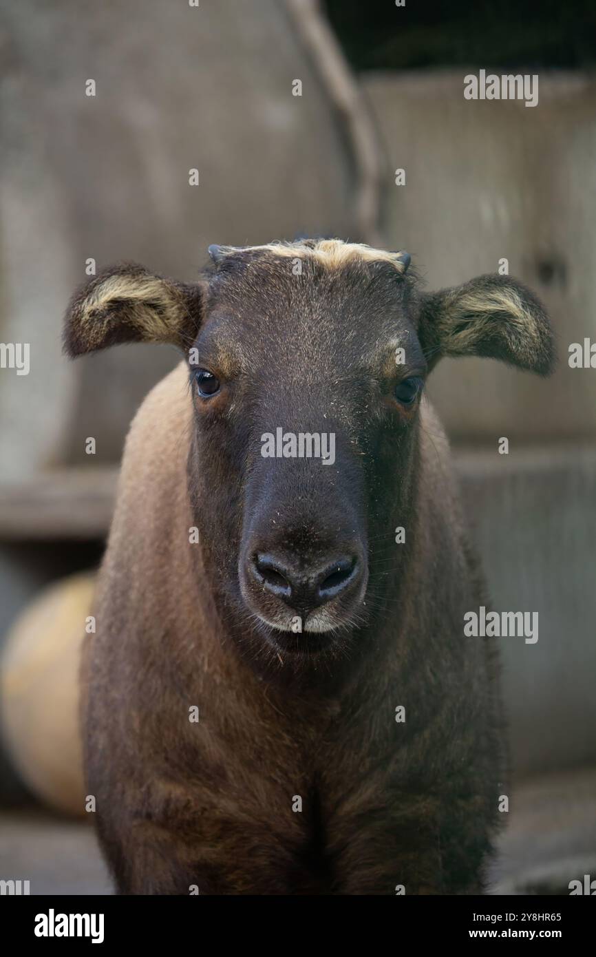 Young calf of Mishmi Takin (Budorcas taxicolor taxicolor) standing ...