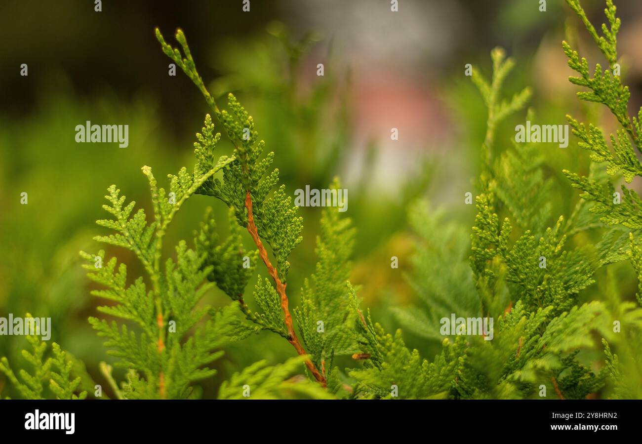 Juniper branch. Close-up view with blurred background. An evergreen ...
