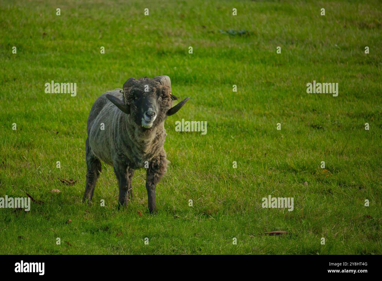 curly sheep with big horns eating the green grass Stock Photo - Alamy