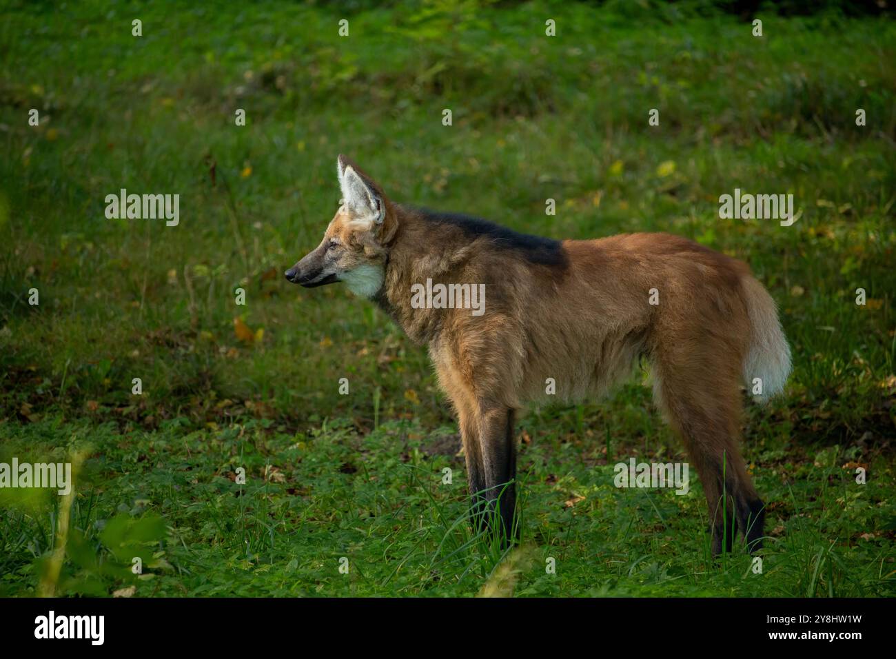 The Maned Wolf, Chrysocyon brachyurus is the largest canid of South ...
