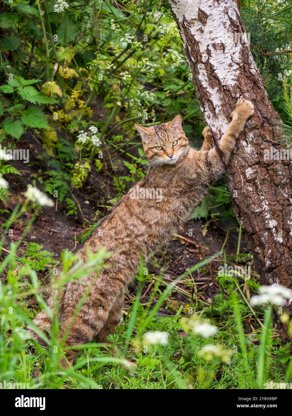 Female Scottish Wildcat Scratching on a Tree Stock Photo - Alamy