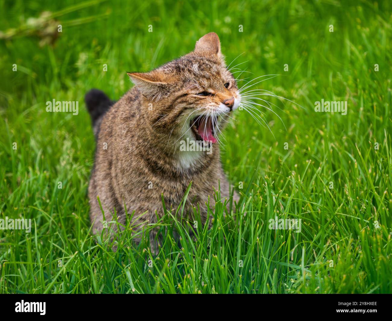 Scottish wildcat yawning hi-res stock photography and images - Alamy