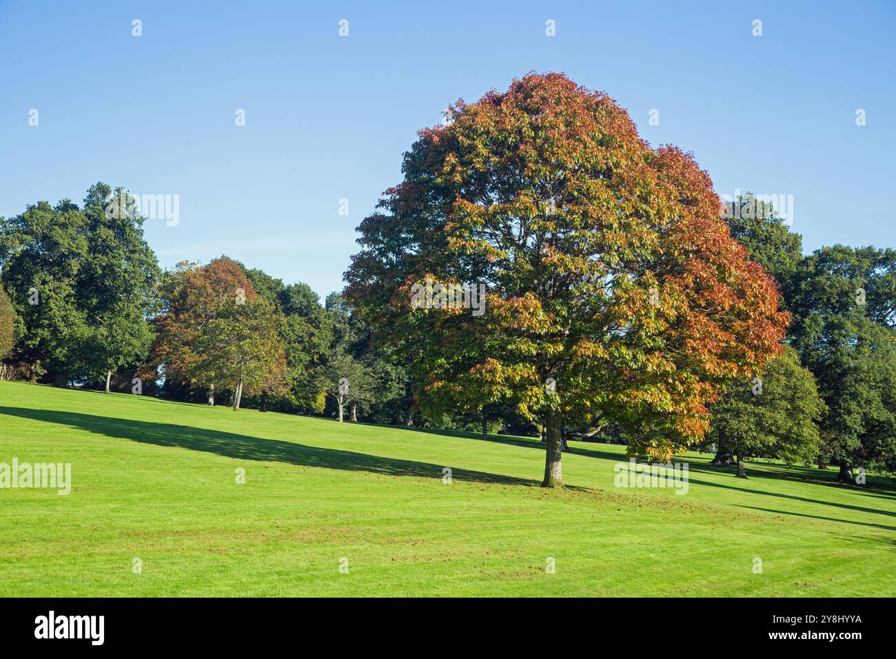 Scotland, September 2024, a tree retains its leaves in the approach to ...