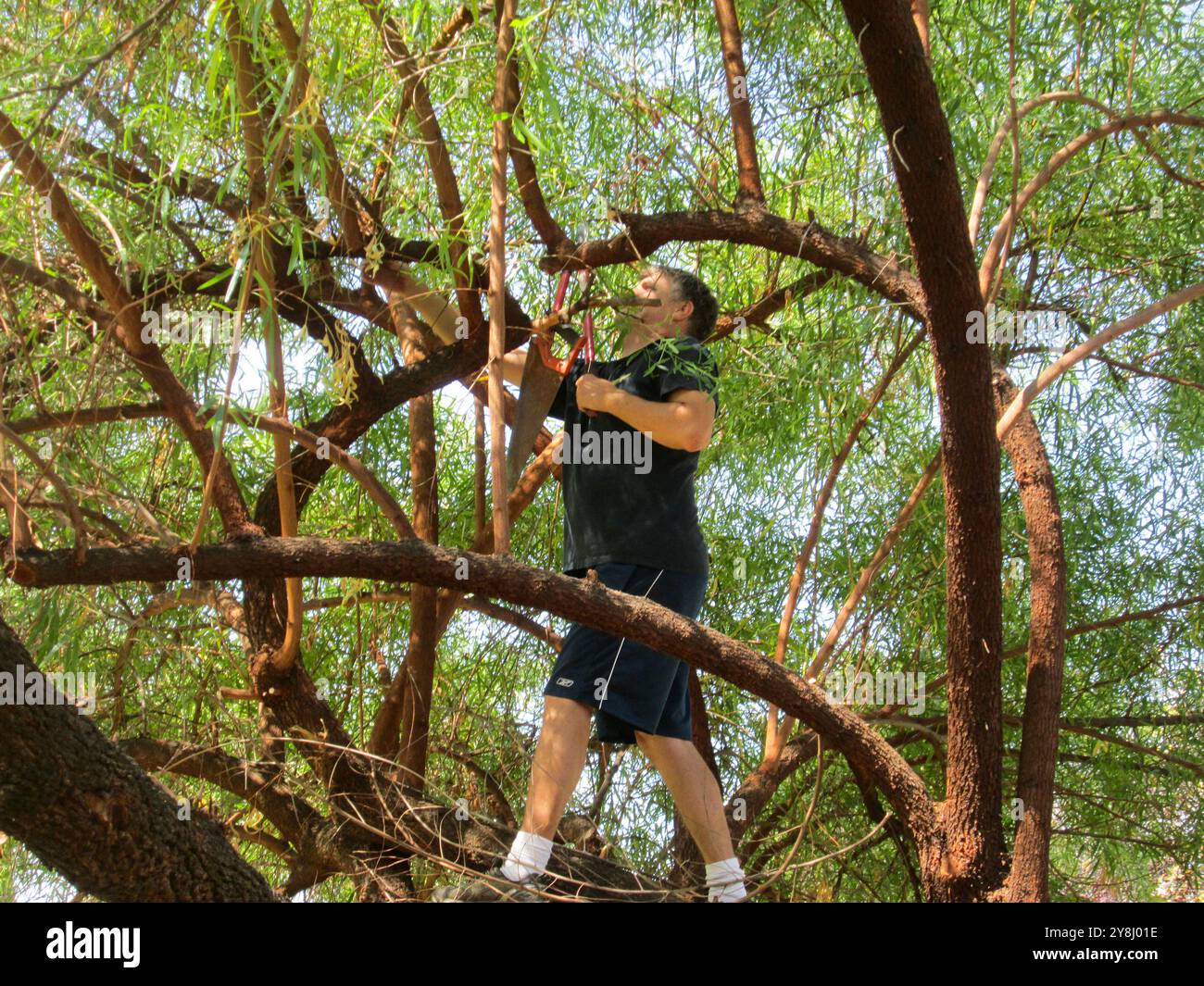 A Man on a branch pruning an African Juniper Tree Stock Photo - Alamy
