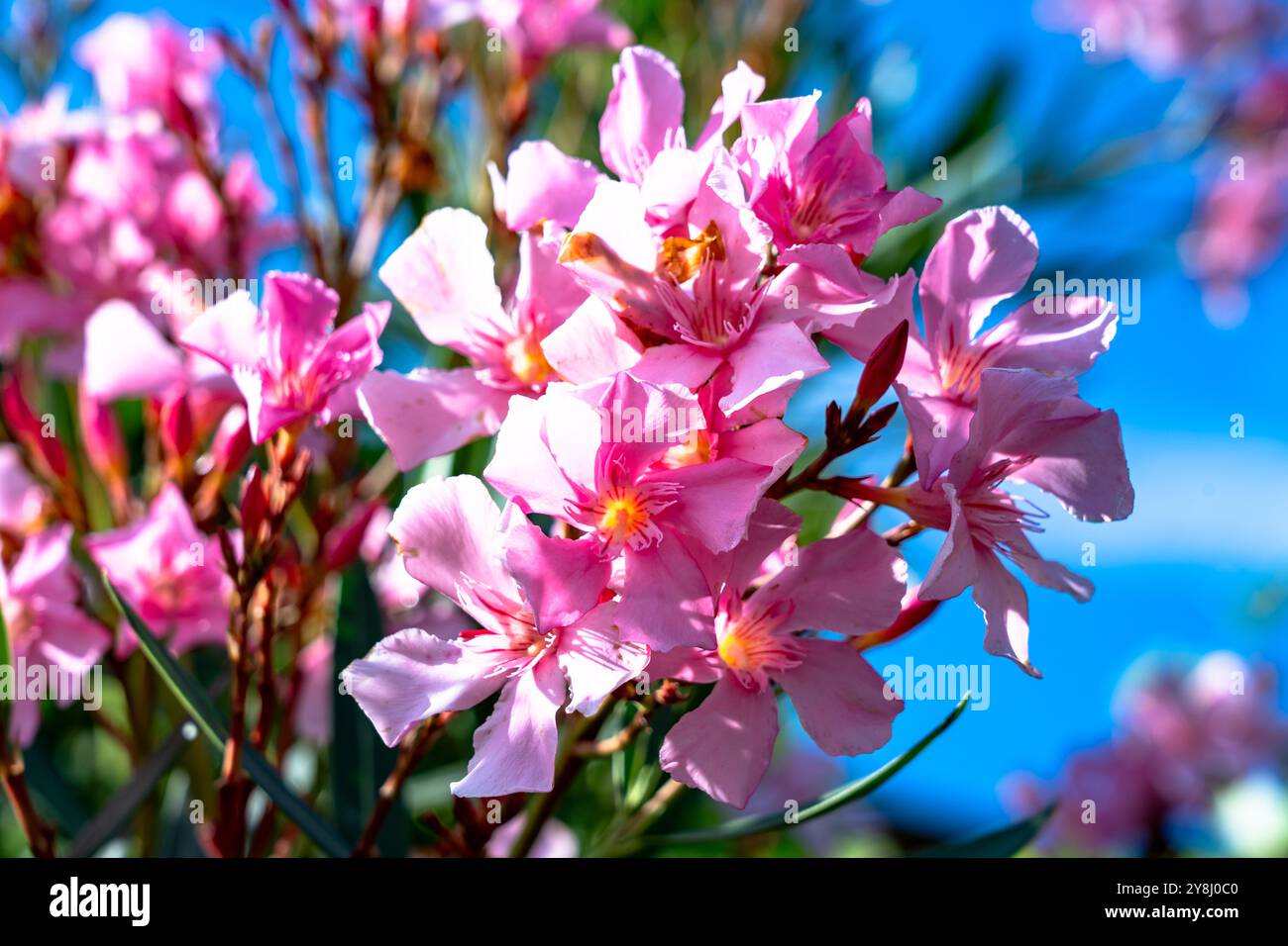 Beautiful flowering pink oleander hi-res stock photography and images ...