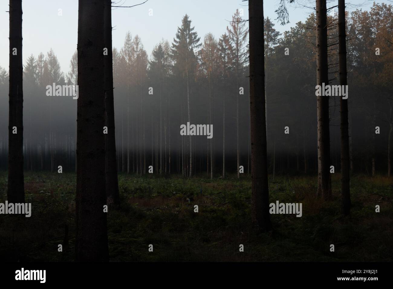 Mist hanging over a clearing in the forest early one morning; the first ...