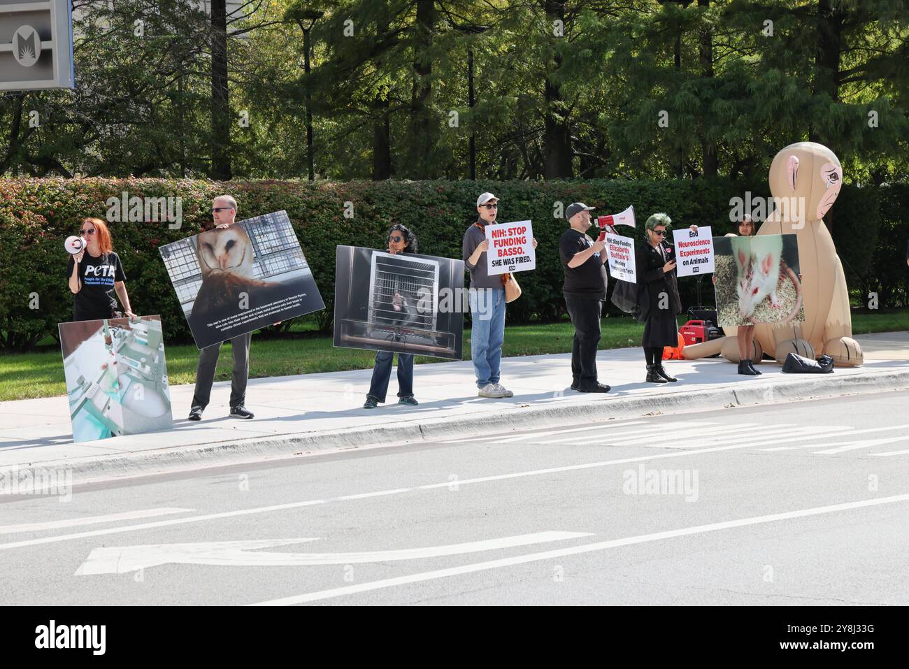 Chicago, USA. 05th Oct, 2024. Using massive inflatable monkeys, PETA ...