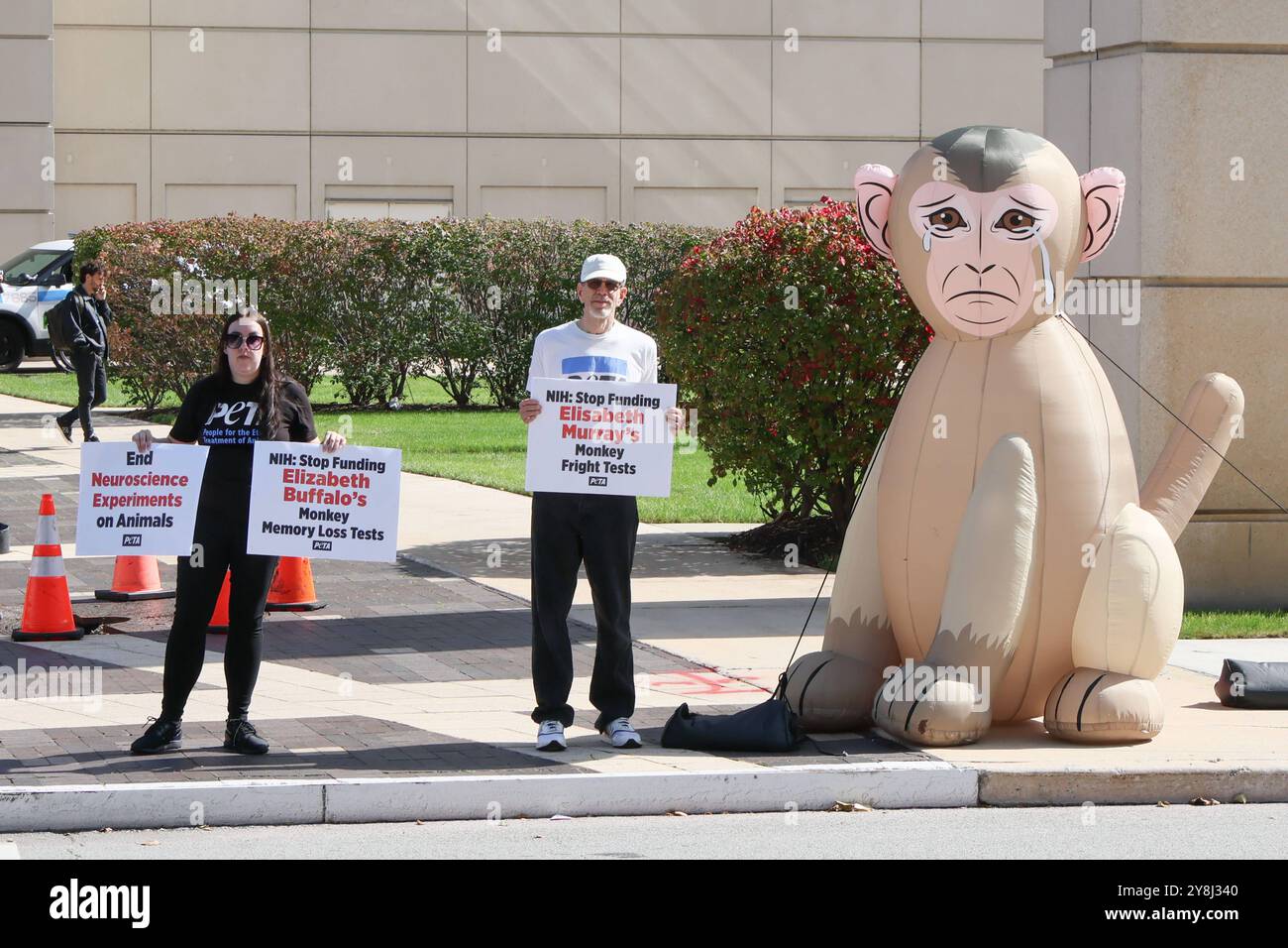 Chicago, USA. 05th Oct, 2024. Using massive inflatable monkeys, PETA ...