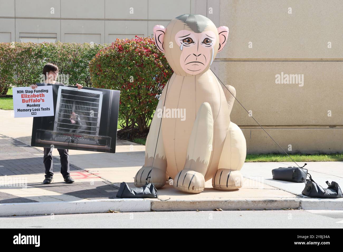 Chicago, USA. 05th Oct, 2024. Using massive inflatable monkeys, PETA ...