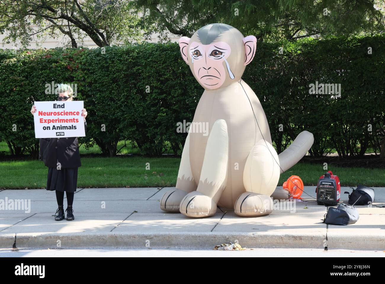 Chicago, USA. 05th Oct, 2024. Using massive inflatable monkeys, PETA ...