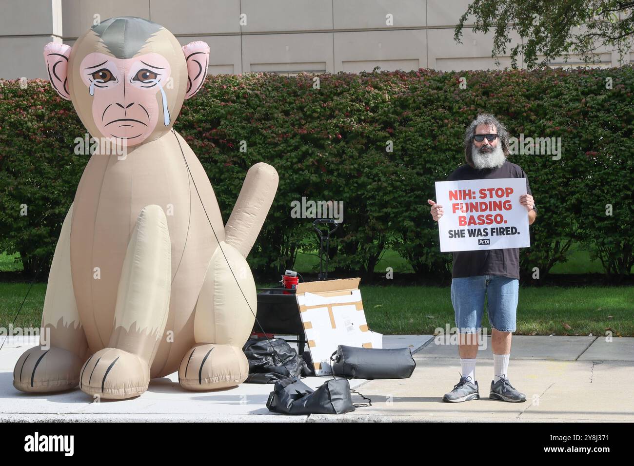 Chicago, USA. 05th Oct, 2024. Using massive inflatable monkeys, PETA ...