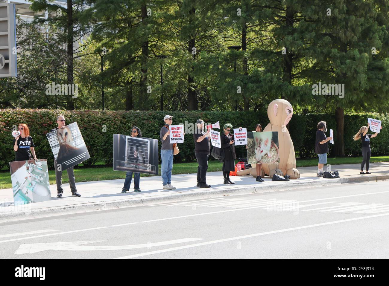 Chicago, USA. 05th Oct, 2024. Using massive inflatable monkeys, PETA ...