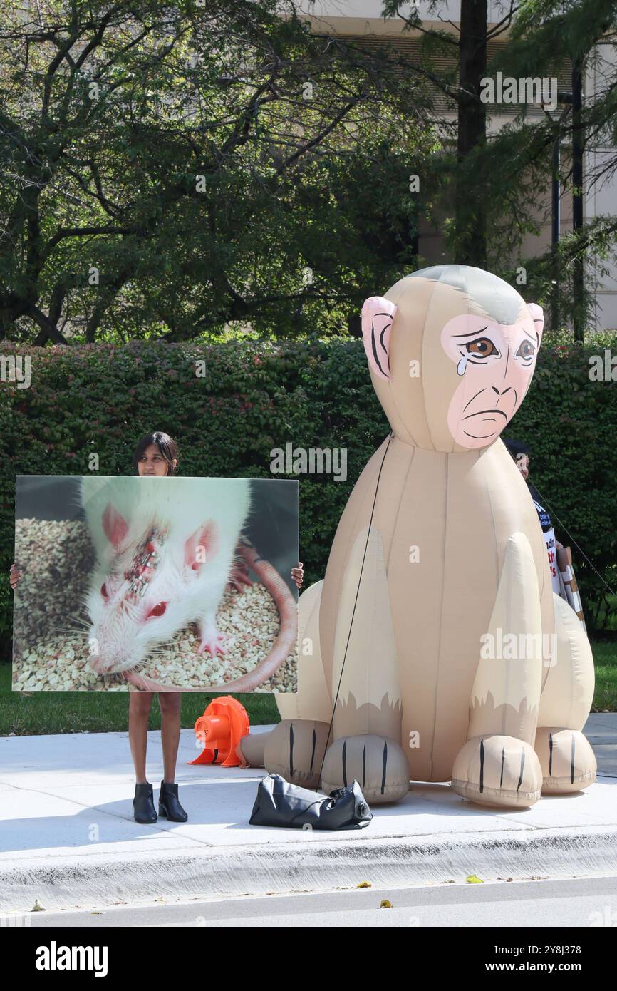 Chicago, USA. 05th Oct, 2024. Using massive inflatable monkeys, PETA ...
