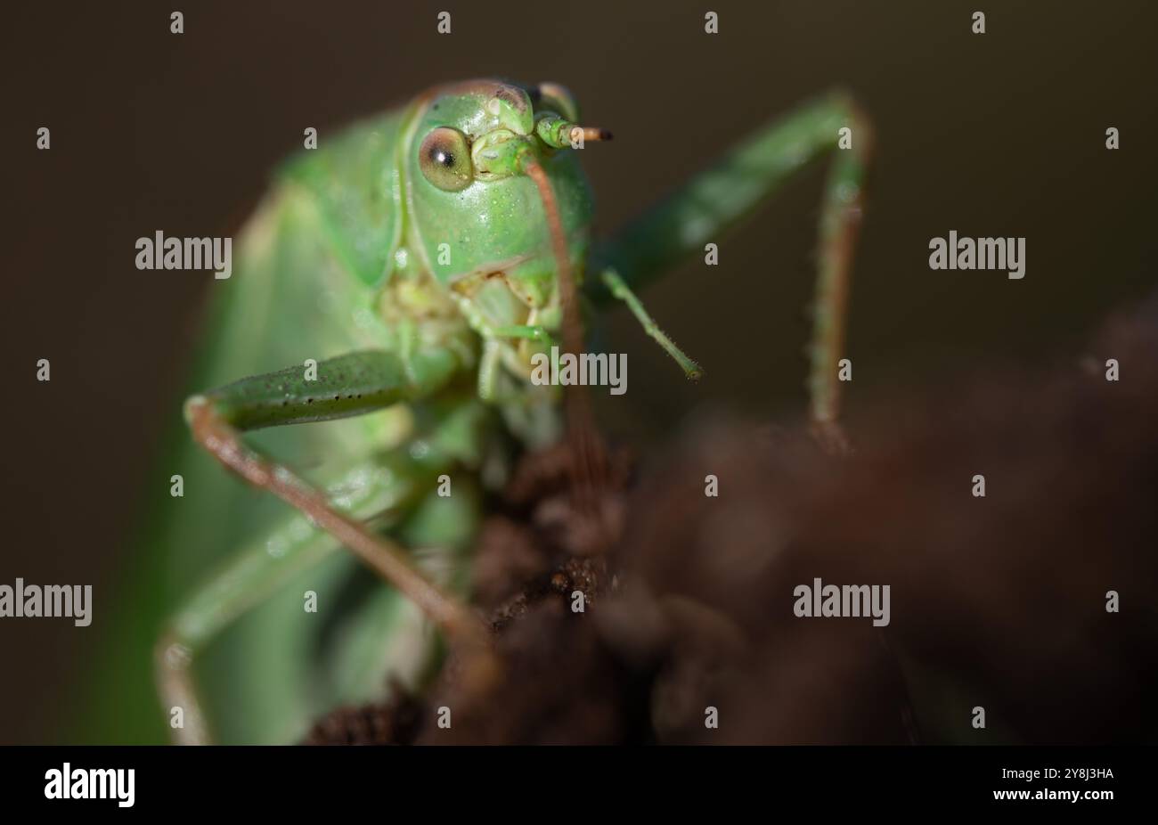 Large grasshopper from the front hi-res stock photography and images ...
