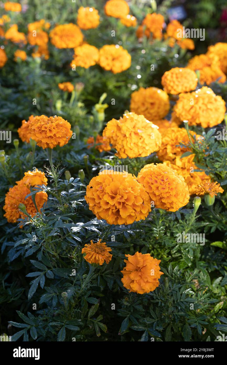 Marvel ii orange hi-res stock photography and images - Alamy