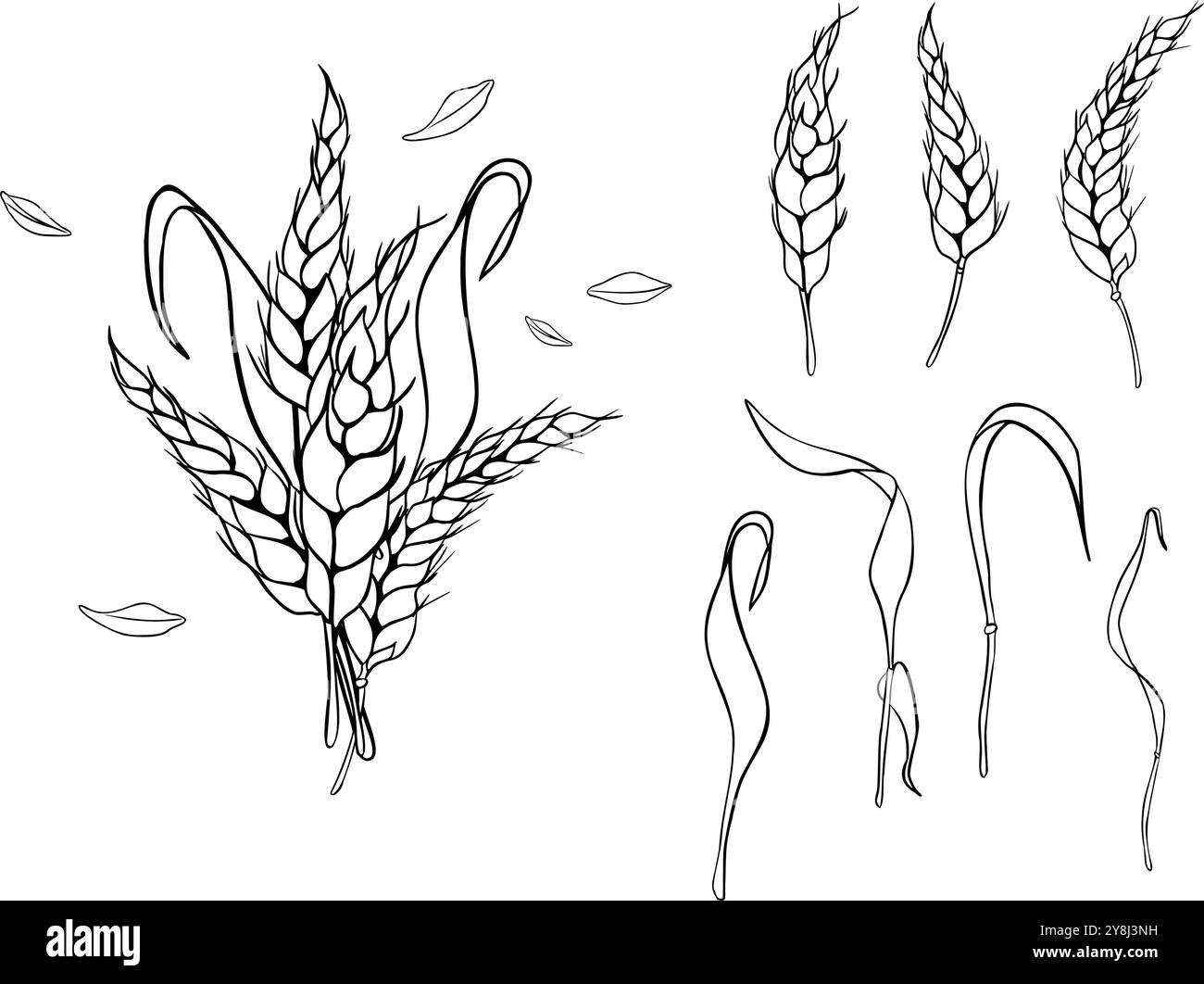 Set of wheat ear, stalks, grains black white linear vector illustration ...