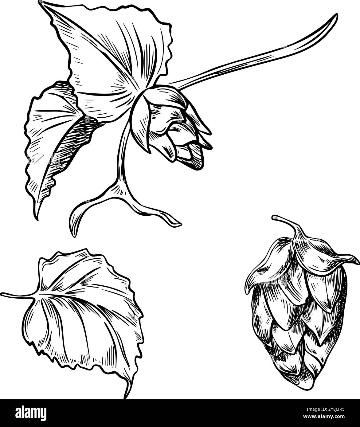Hop cones on branch with leaves monochrome graphic vector illustration ...
