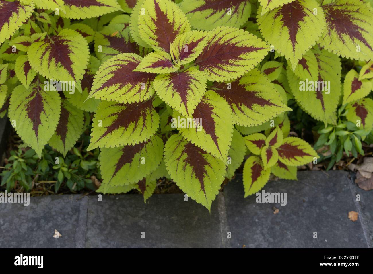 Trusty rusty coleus hi-res stock photography and images - Alamy