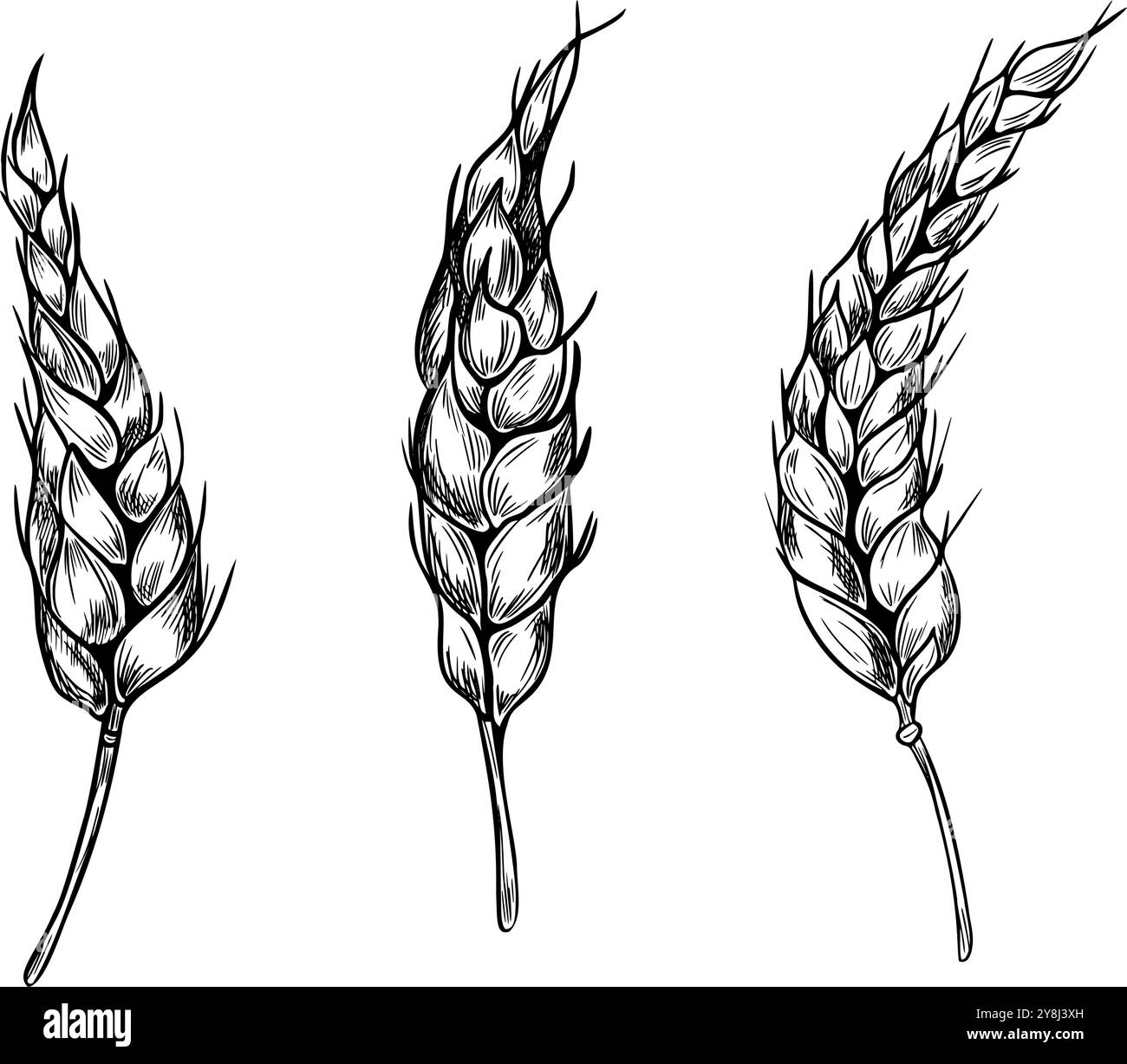 Wheat ear on stem monochrome graphic vector illustration isolated. Set ...