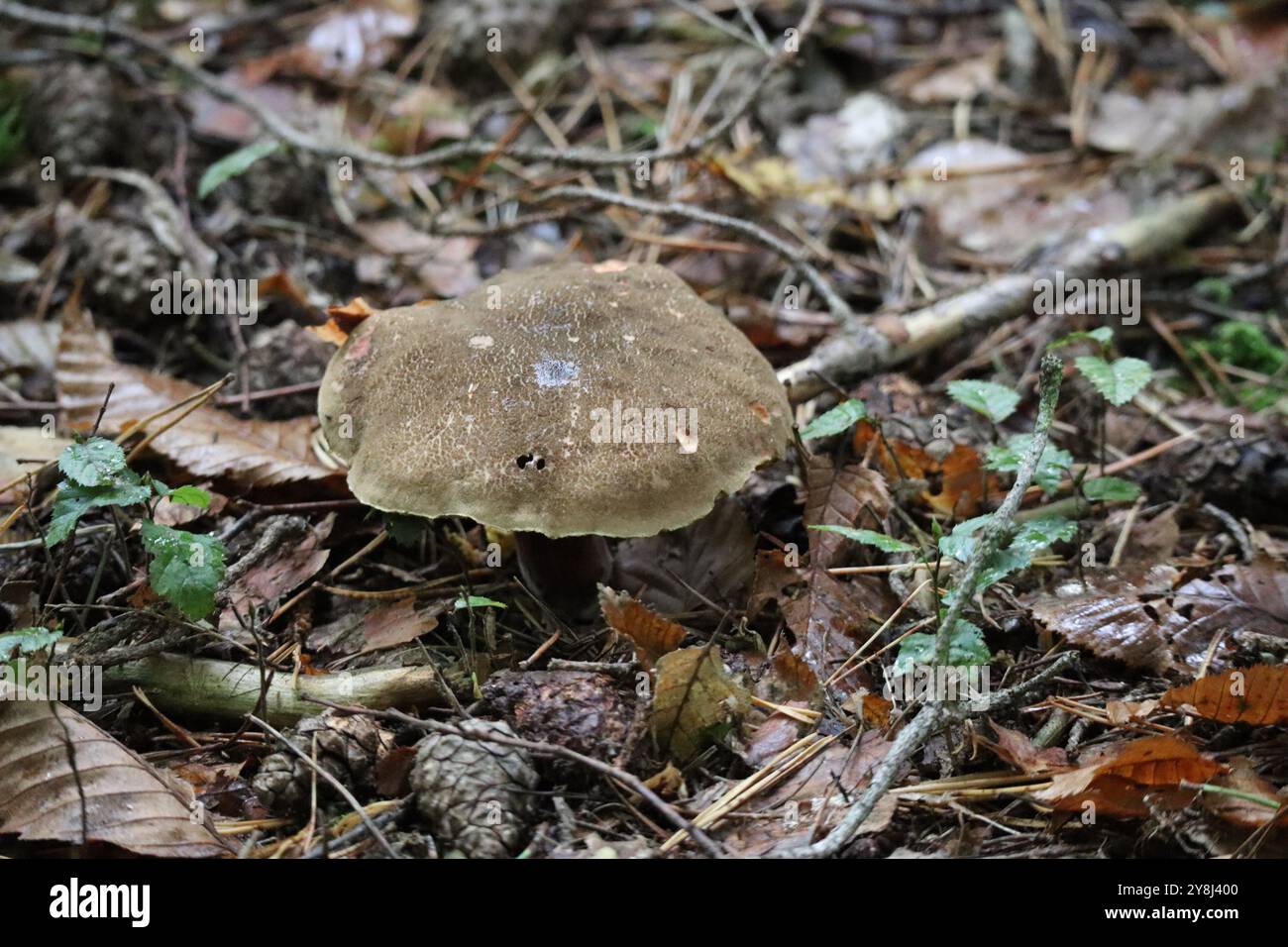 Sepia bolete mushroom perforated and eaten Stock Photo - Alamy