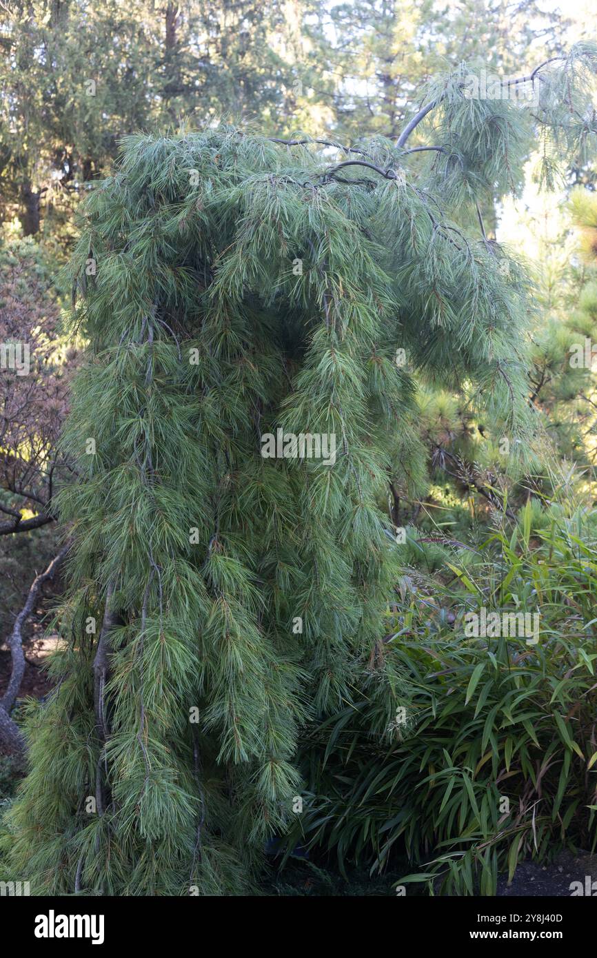 Weeping pine tree hi-res stock photography and images - Alamy