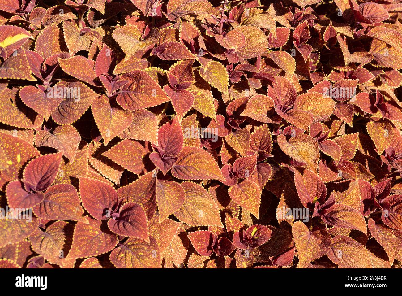 Moondust hi-res stock photography and images - Alamy