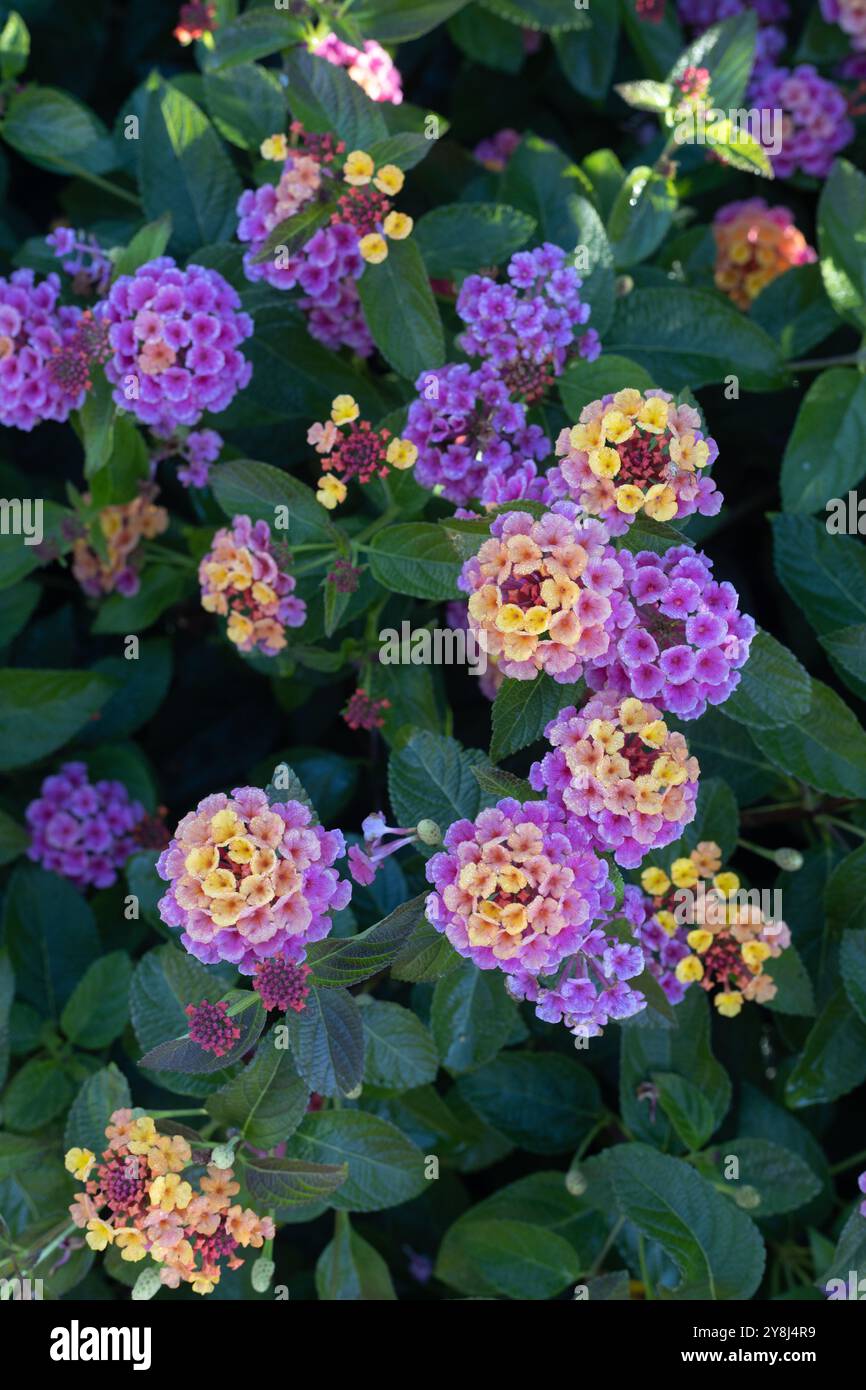 Rose and sunrise hi-res stock photography and images - Alamy