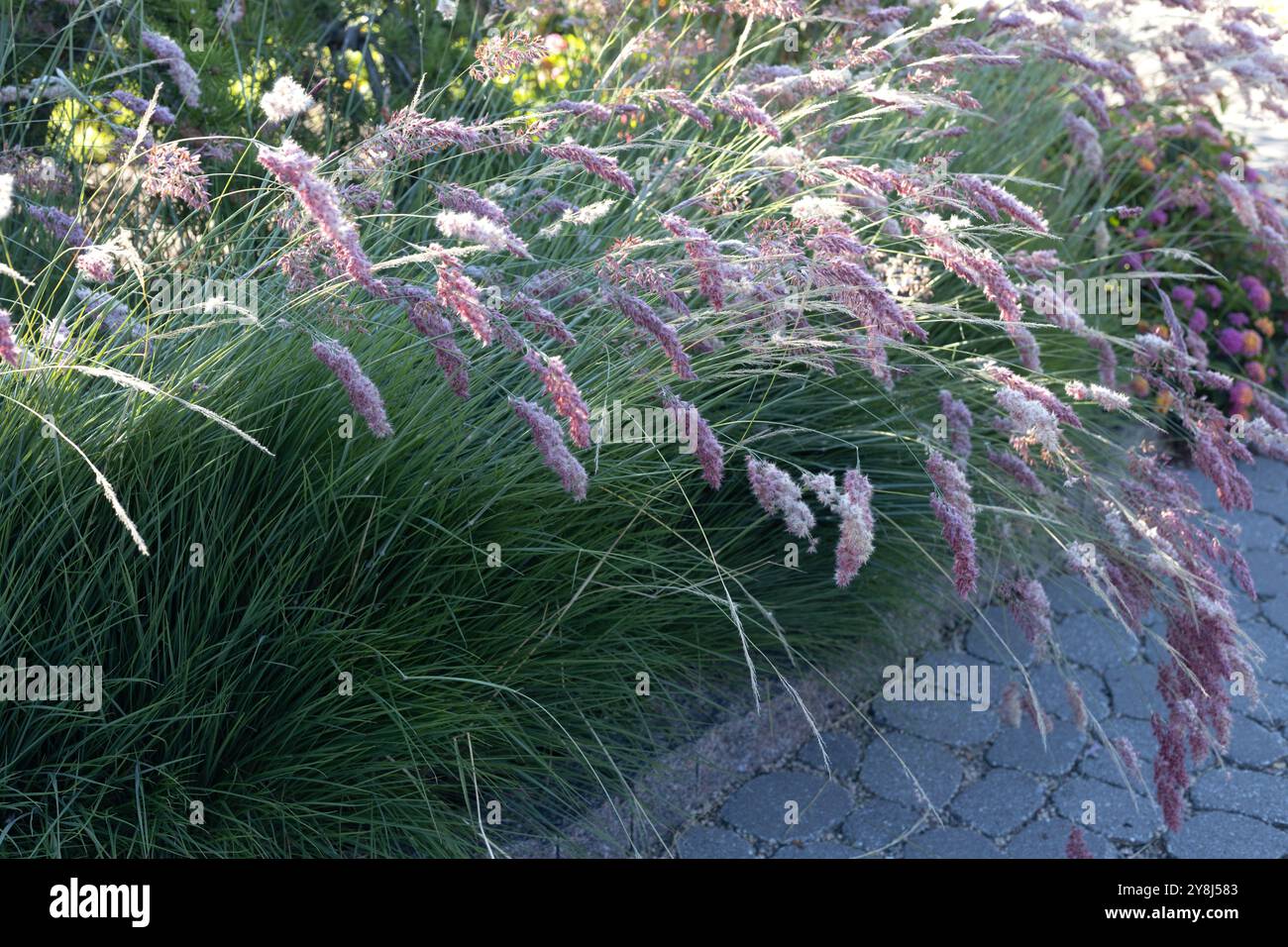 Melinus nerviglumis 'Savannah' ruby grass Stock Photo - Alamy