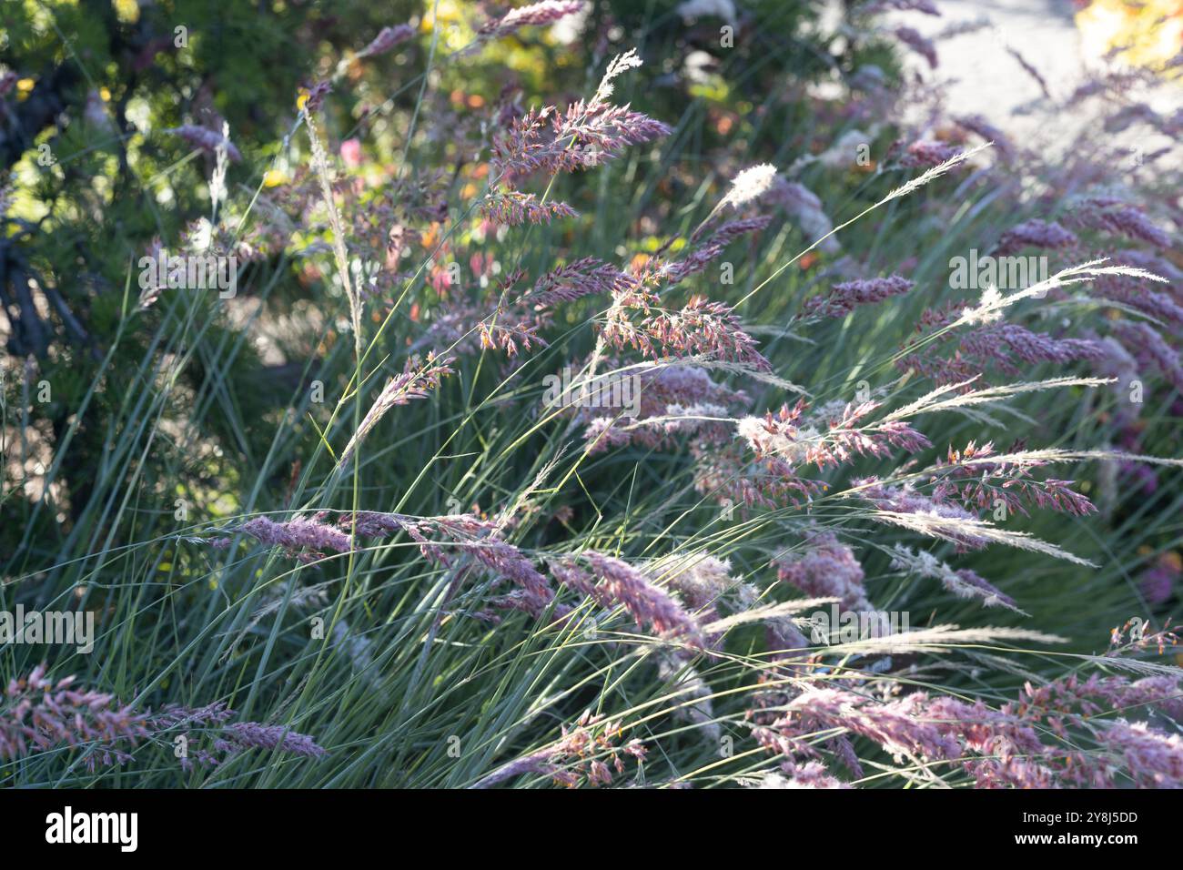 Melinus nerviglumis 'Savannah' ruby grass Stock Photo - Alamy