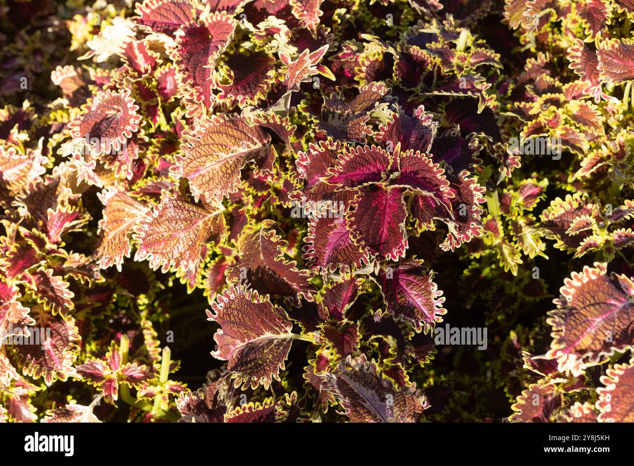 Plectranthus scutellarioides 'Solar Flare' coleus Stock Photo - Alamy