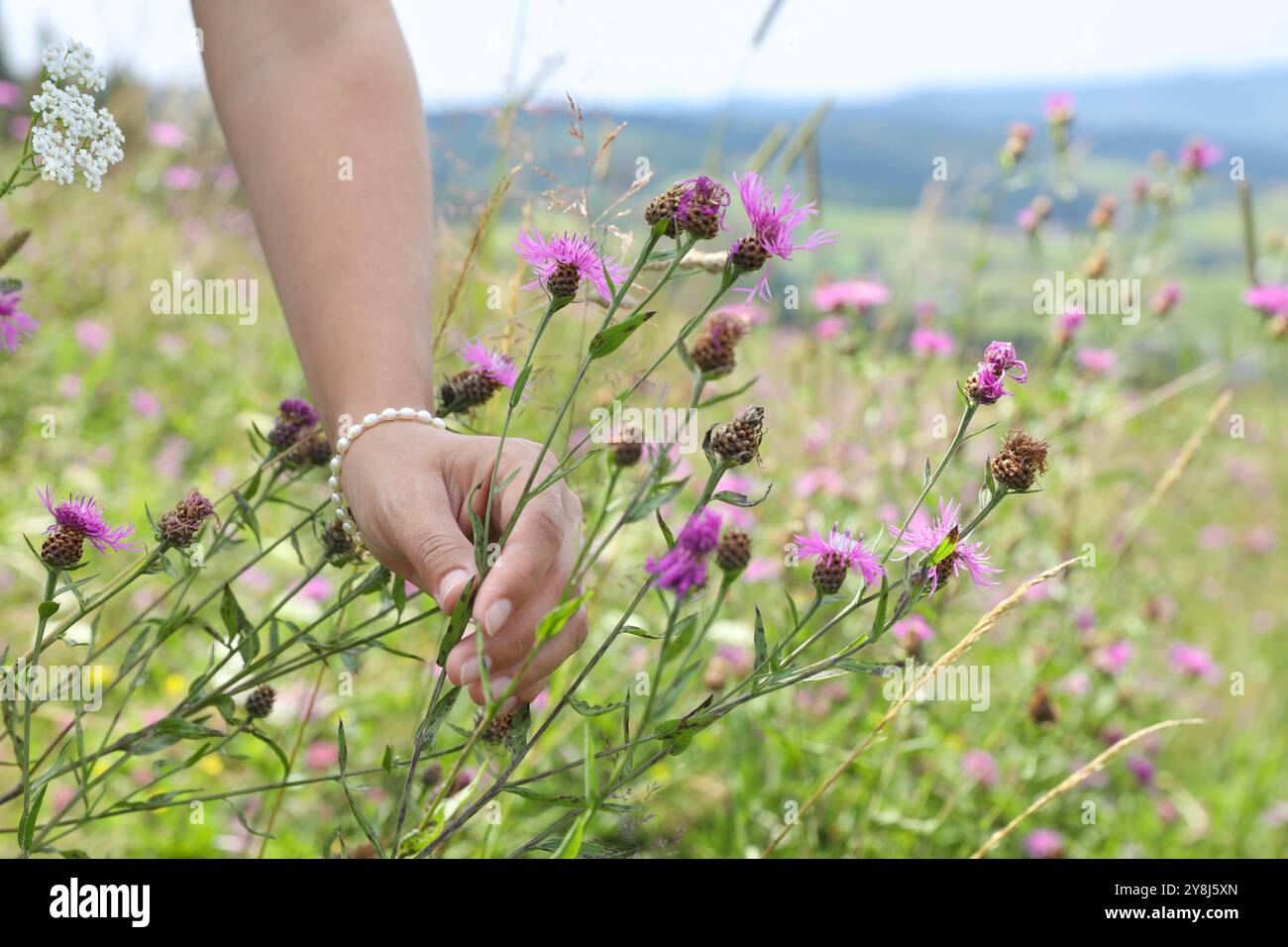 Woman collecting beautiful wild hi-res stock photography and images - Alamy